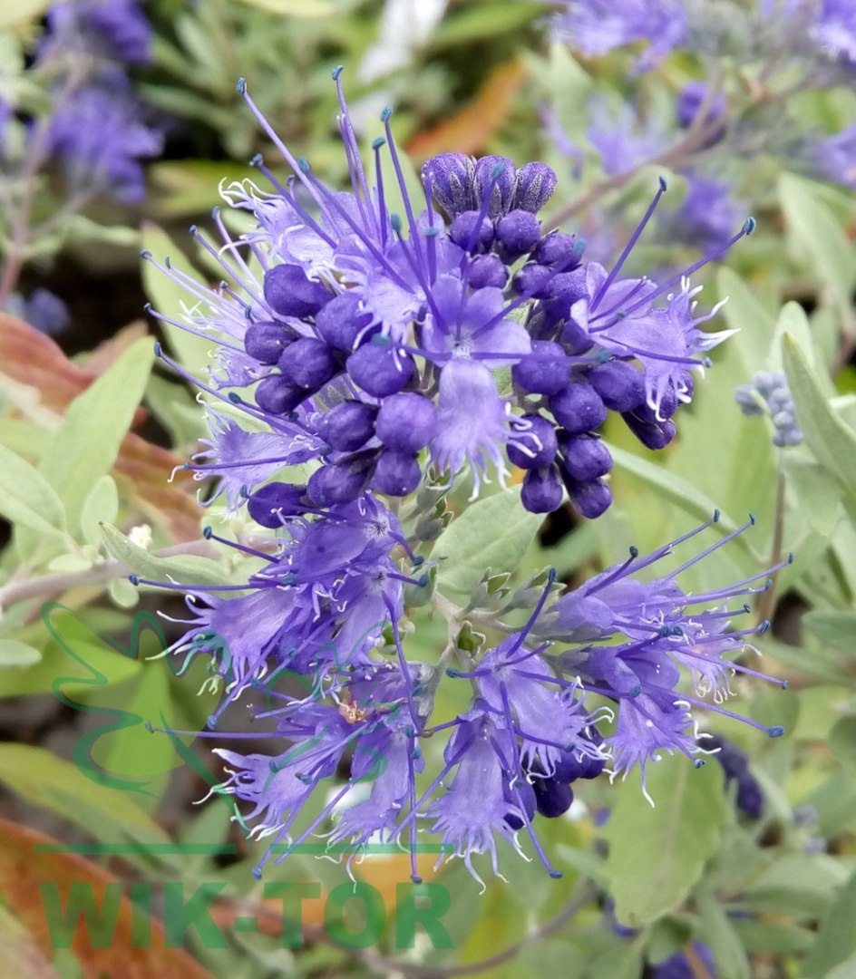 Barbula jesienna motylica barbula klandońska- Ogrodniczy sklep ...
